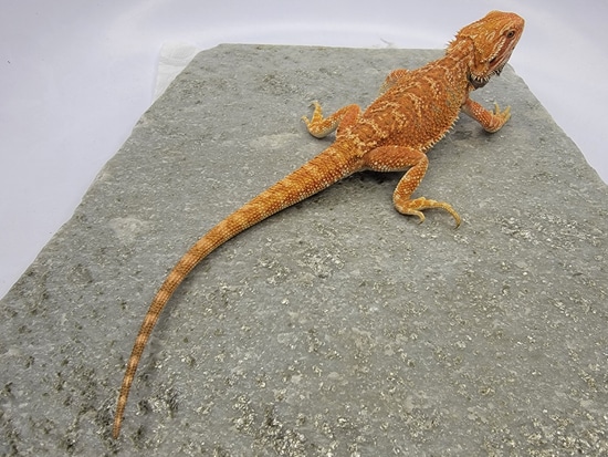 Red/Orange Male Central Bearded Dragon by Phantom Dragons, Inc.