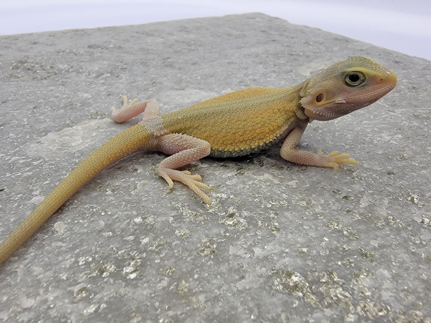 Hypo Translucent Witblits LC Hybrid Central Bearded Dragon by Phantom ...