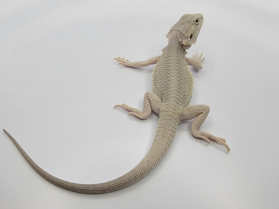 Hypo Zero LC Hybrid Central Bearded Dragon by Phantom Dragons, Inc.