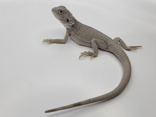 Hypo Zero LC Hybrid Central Bearded Dragon by Phantom Dragons, Inc.