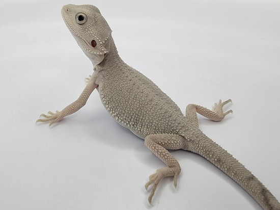 Hypo Zero LC Hybrid Barbata Central Bearded Dragon by Phantom Dragons, Inc.