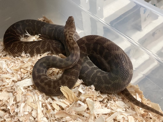 Adult Female Stimson’s Stimson's Python by Phenotypics