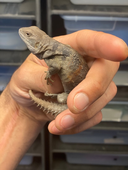 Yucatán Spiny-tailed Iguana (Ctenosaura Defensor) Other Iguana by Paul ...