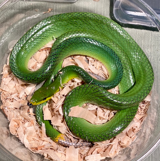 Stunning Red Tailed Green Rat Snake Red-Tailed Green Rat Snake by Paul ...