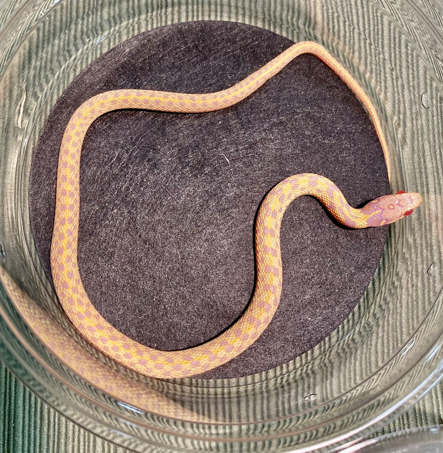 Albino Checkered Garter Snake by Paul's Cool Scales - MorphMarket