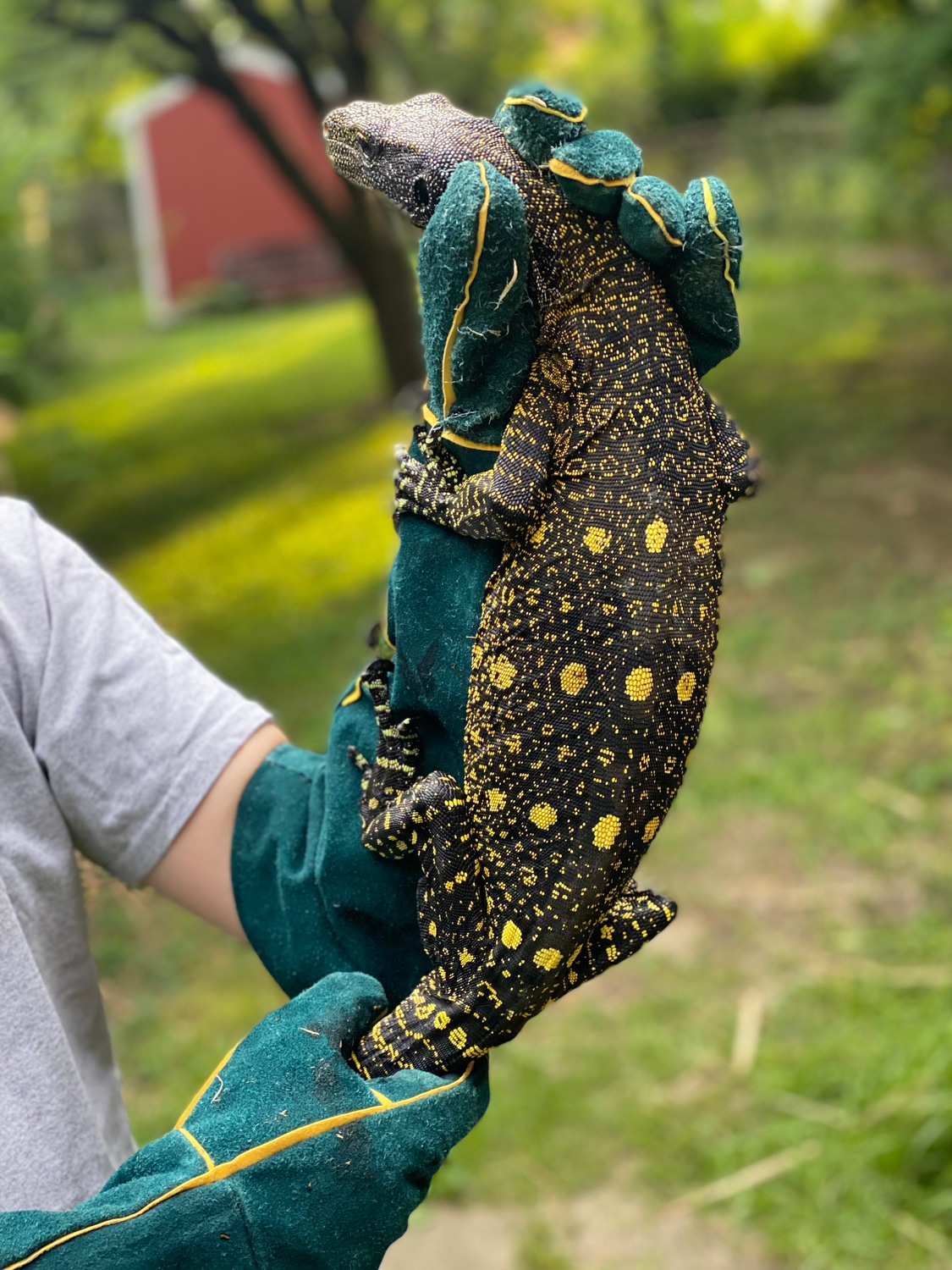 Crocodile Monitor by Paul's Cool Scales - MorphMarket