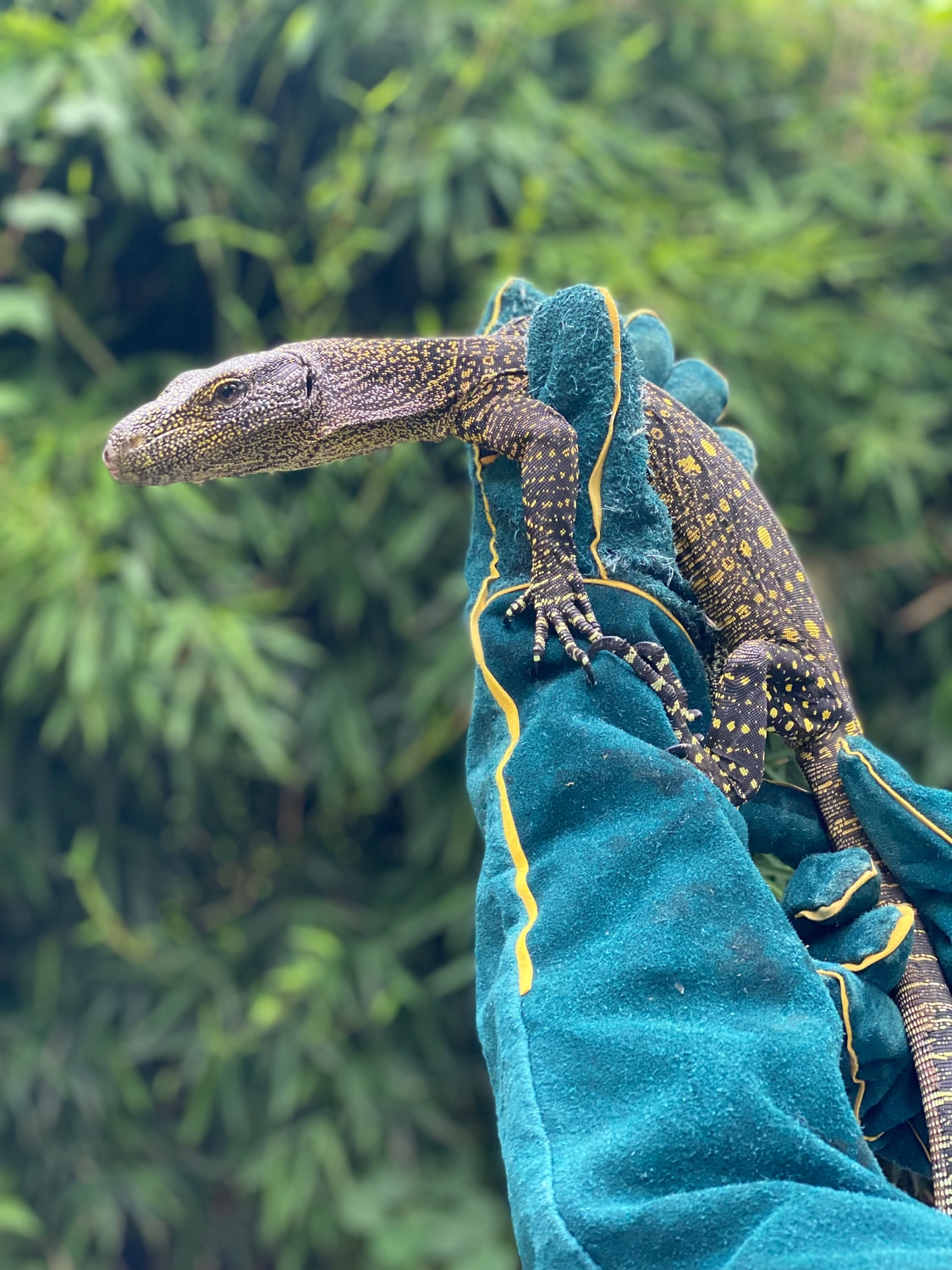 Crocodile Monitor by Paul's Cool Scales - MorphMarket