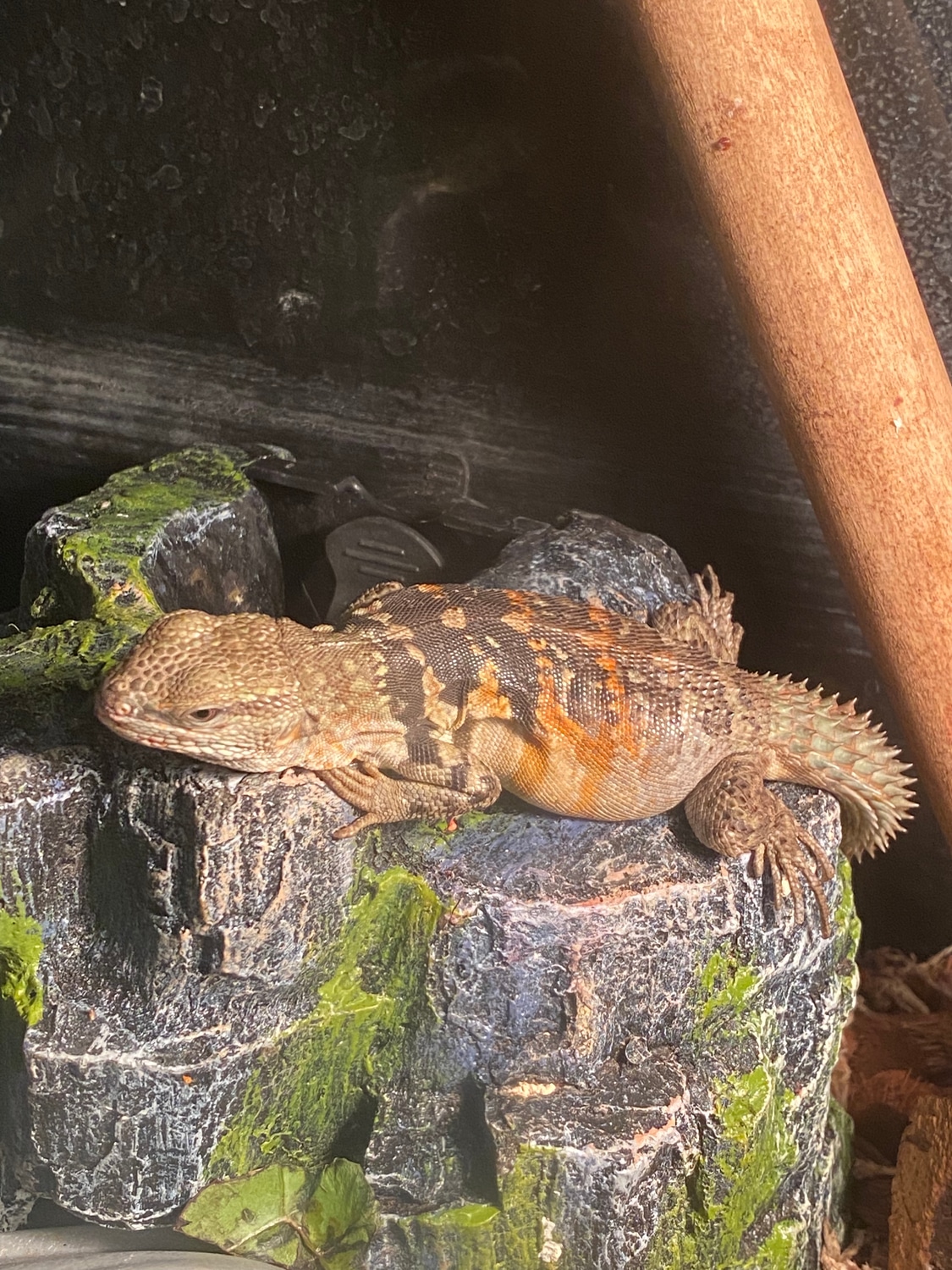 Yucatán Spiny Tail (Ctenosaura Defensor) Other Iguana by Paul's Cool ...