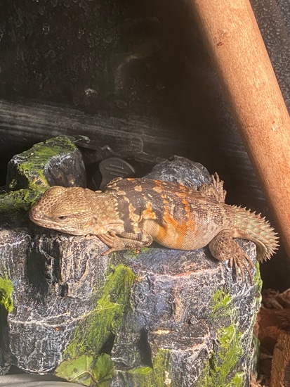 Yucatán Spiny Tail Iguana (Ctenosaura Defensor) Other Iguana by Paul's ...