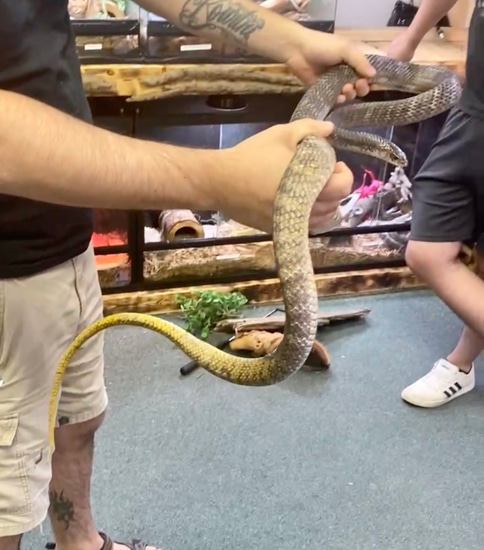 Yellow Tail Cribo Cribo & Indigo Snakes by Paul's Cool Scales