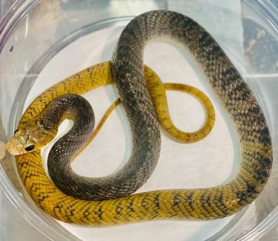 CB Yellow Tail Cribo Cribo & Indigo Snakes by Paul's Cool Scales