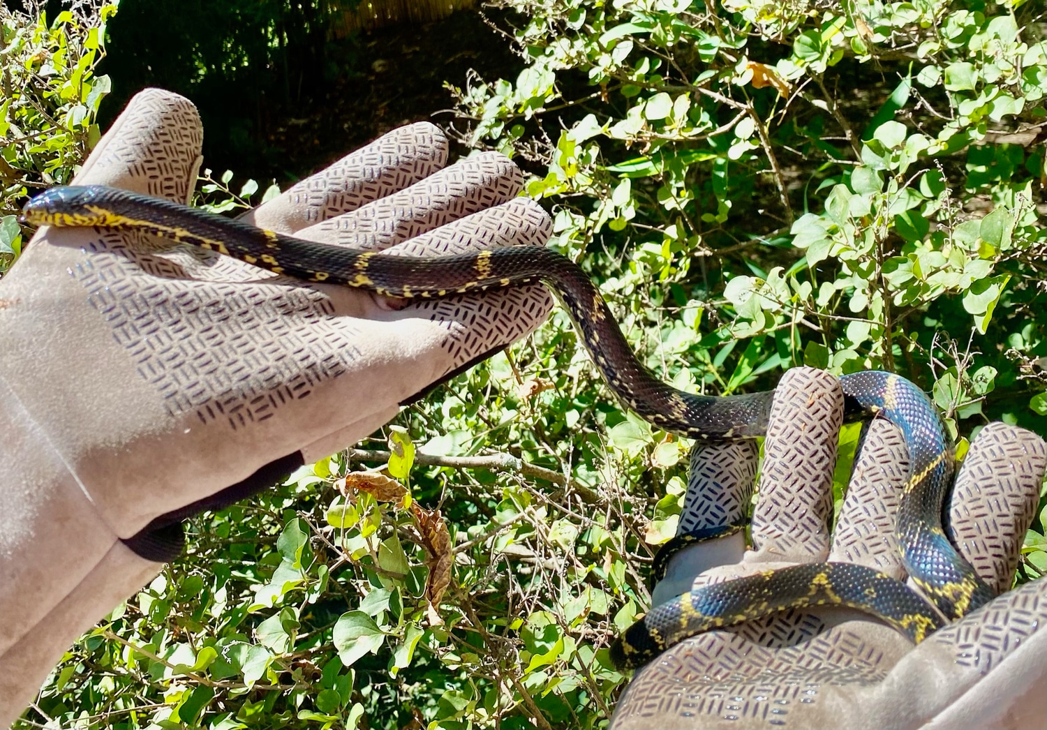 Russian Rat Snake (Elaphe Schrenckii) Other Rat Snake by Paul's Cool ...