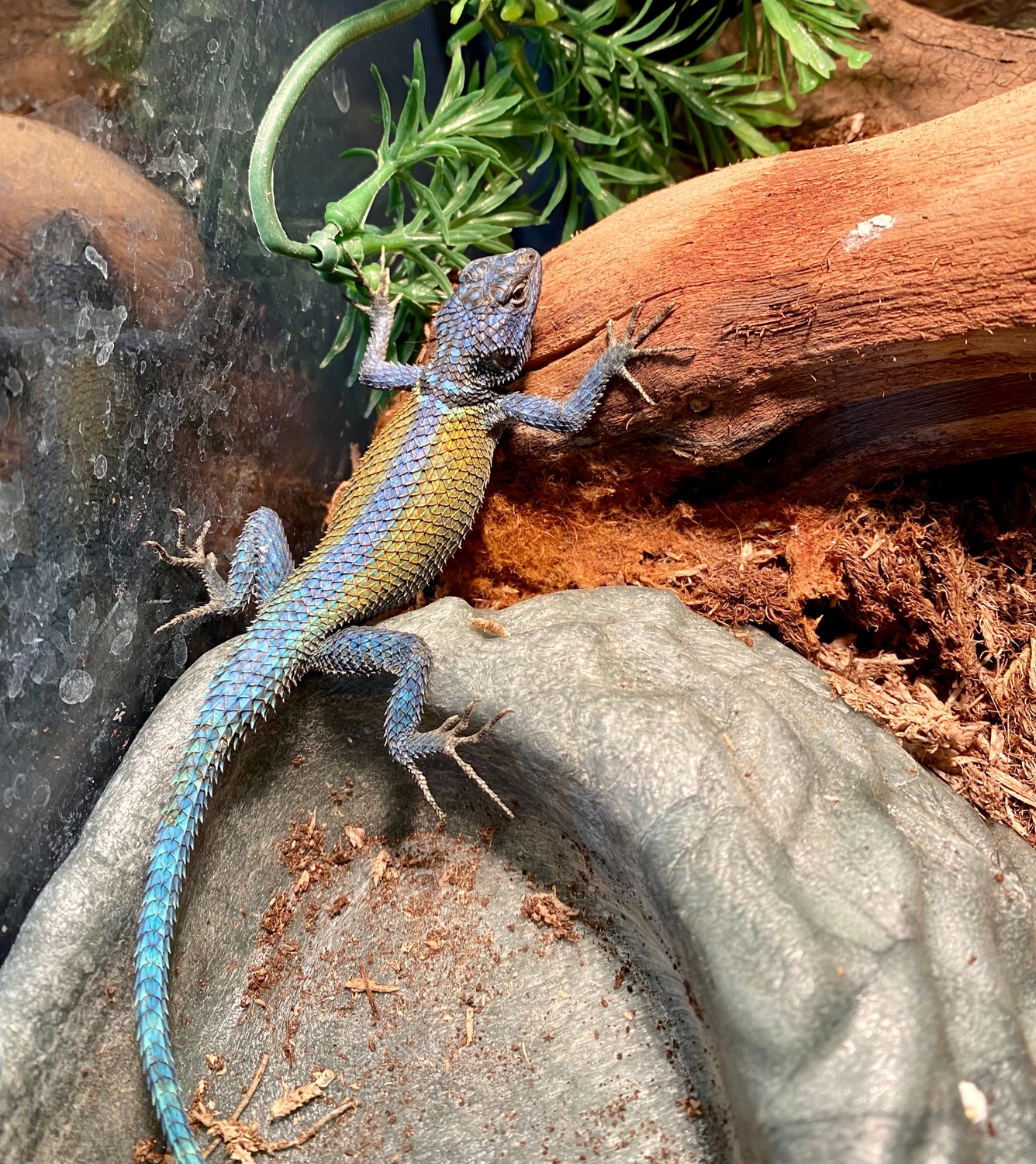 2.2 Sceloporus Minor More Lizard by Paul's Cool Scales - MorphMarket