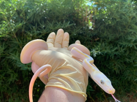 Cow Reticulated Python by Paul's Cool Scales