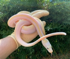 Cow Reticulated Python by Paul's Cool Scales - MorphMarket