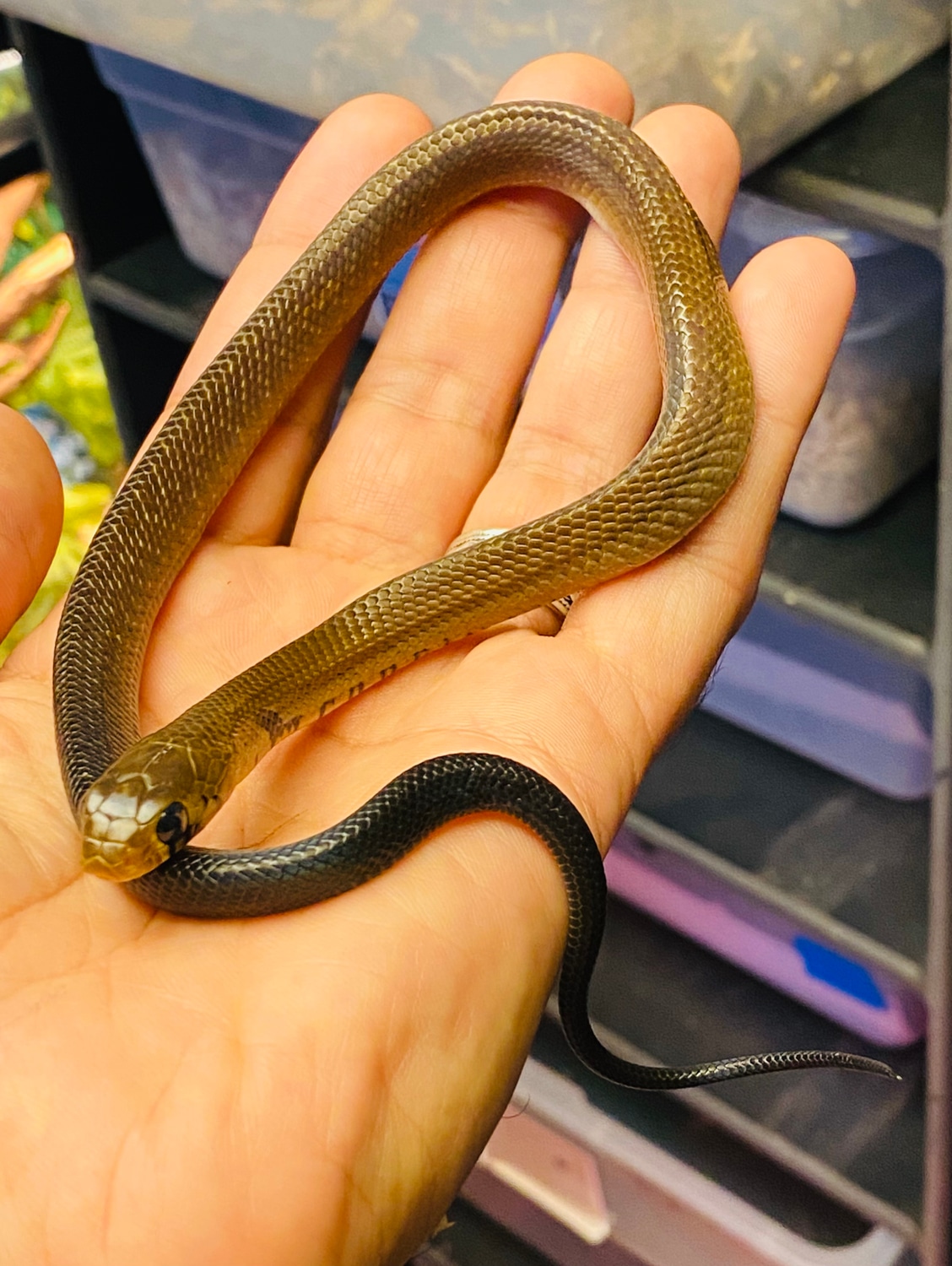 Black Tail Cribo Indigo Snake by Paul's Cool Scales - MorphMarket