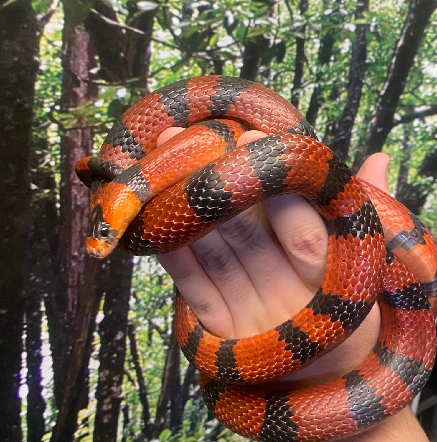 Hypo Tangerine Honduran Milk Snake by Paul's Cool Scales - MorphMarket