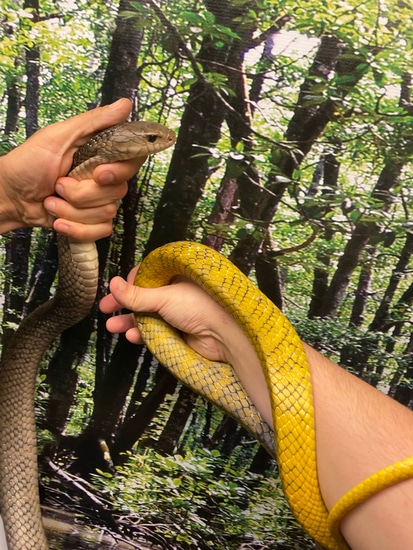 Yellow Tail Cribo Cribo & Indigo Snakes by Paul's Cool Scales