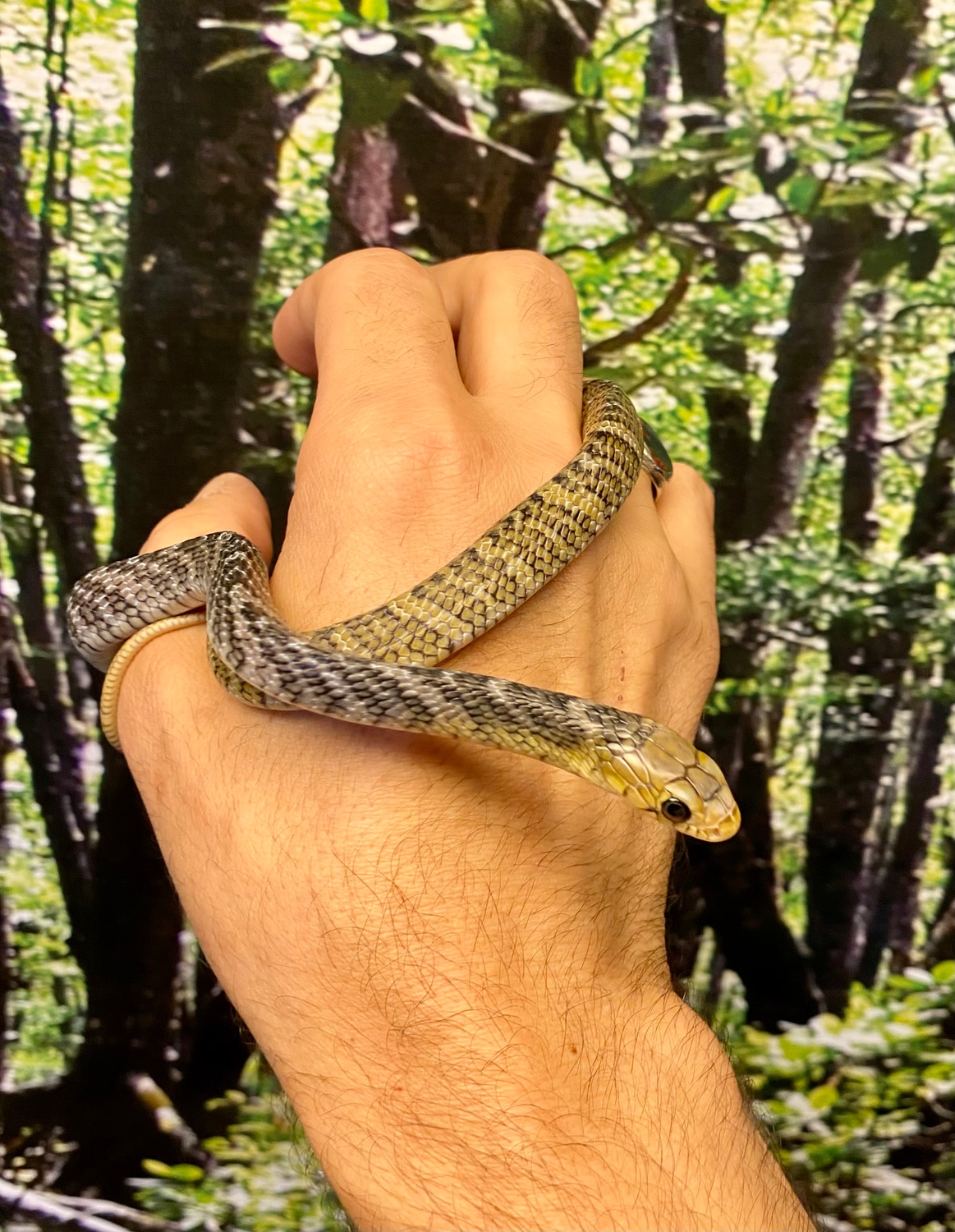 Yellow Tail Cribo Yellow Head Indigo Snake by Paul's Cool Scales ...