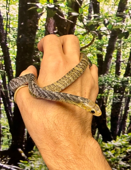 Yellow Tail Cribo Yellow Head Cribo & Indigo Snakes by Paul's Cool Scales