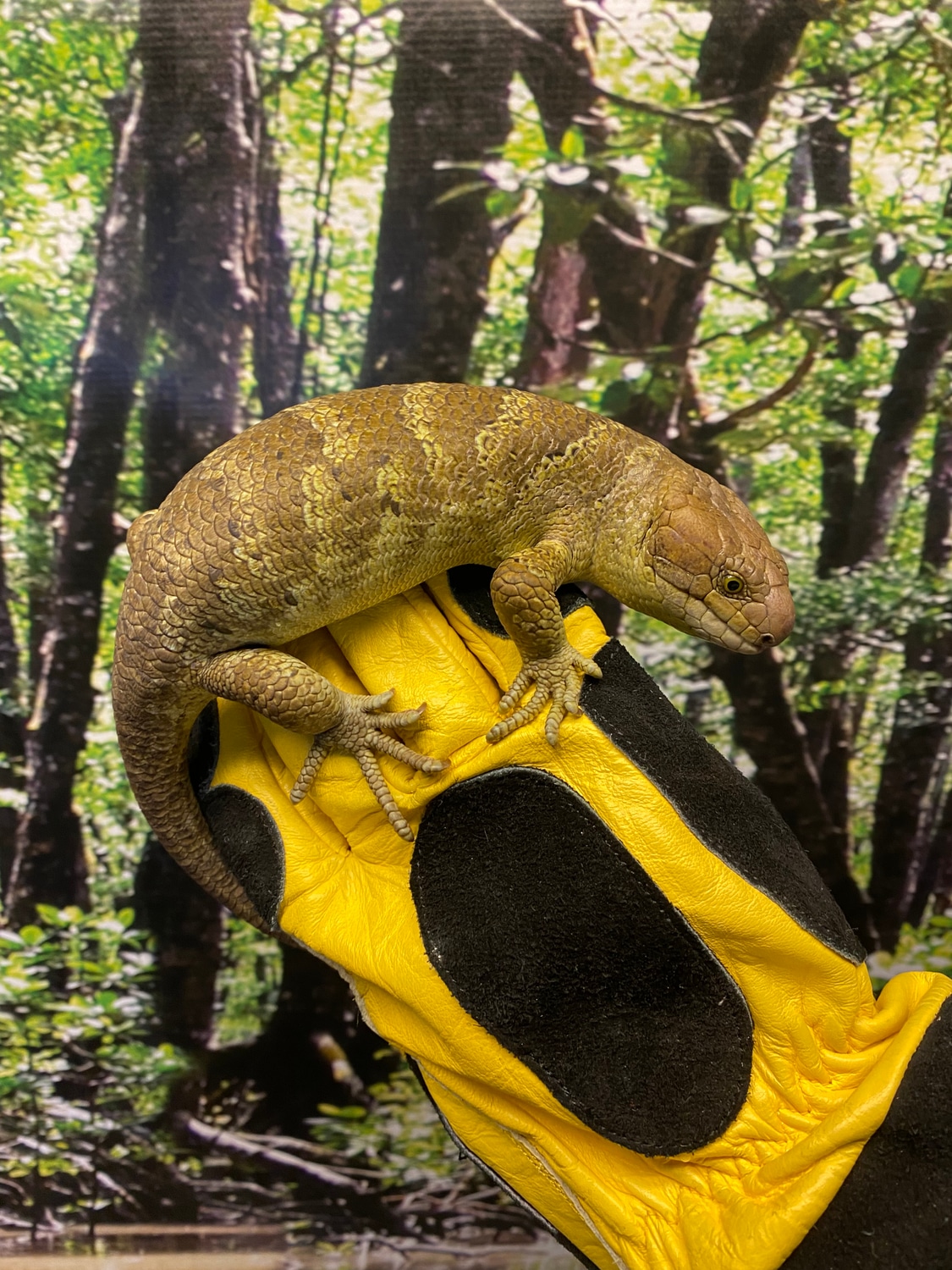 Monkey-tailed Skink by Paul's Cool Scales - MorphMarket