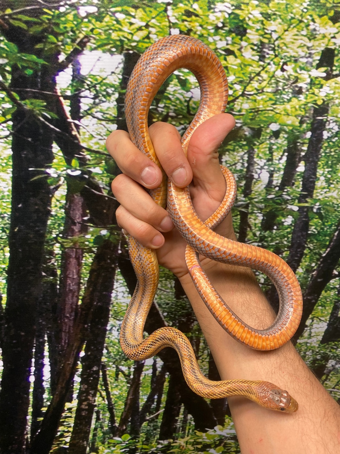 Baird's Rat Snake by Paul's Cool Scales - MorphMarket