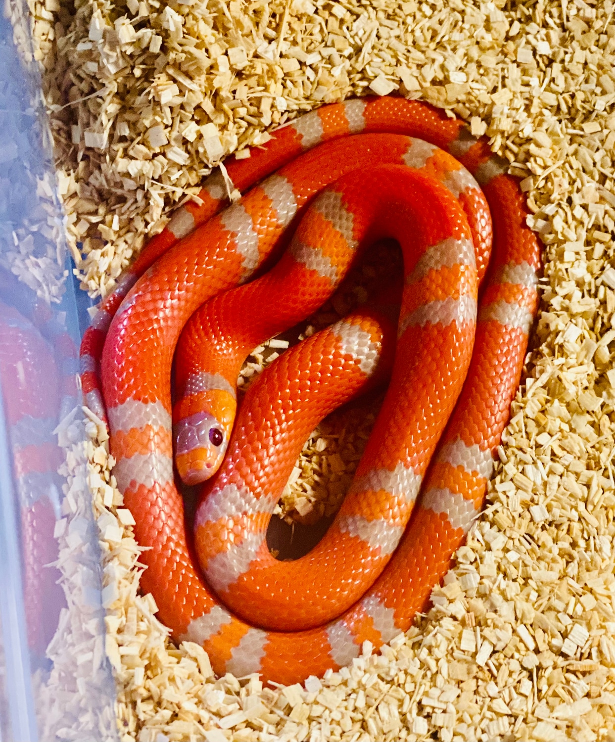 Extreme Hypo Honduran Milk Snake by Paul's Cool Scales - MorphMarket