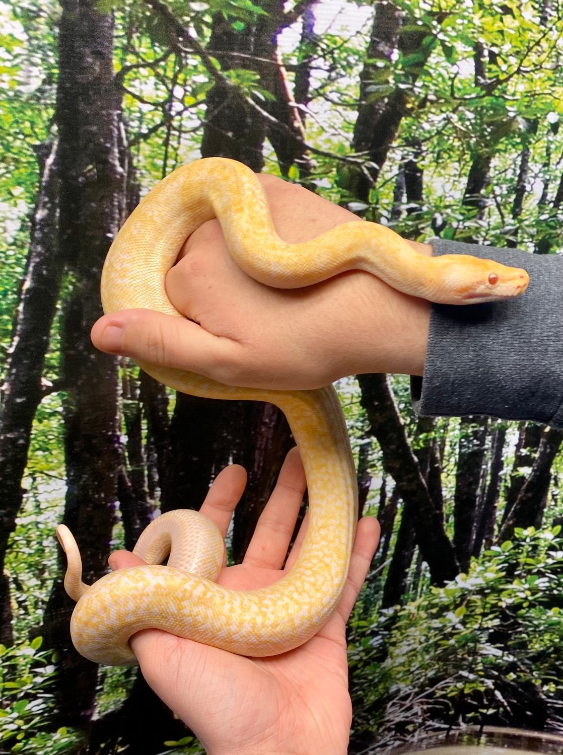 Granite Albino Burmese Burmese Python by Paul's Cool Scales - MorphMarket