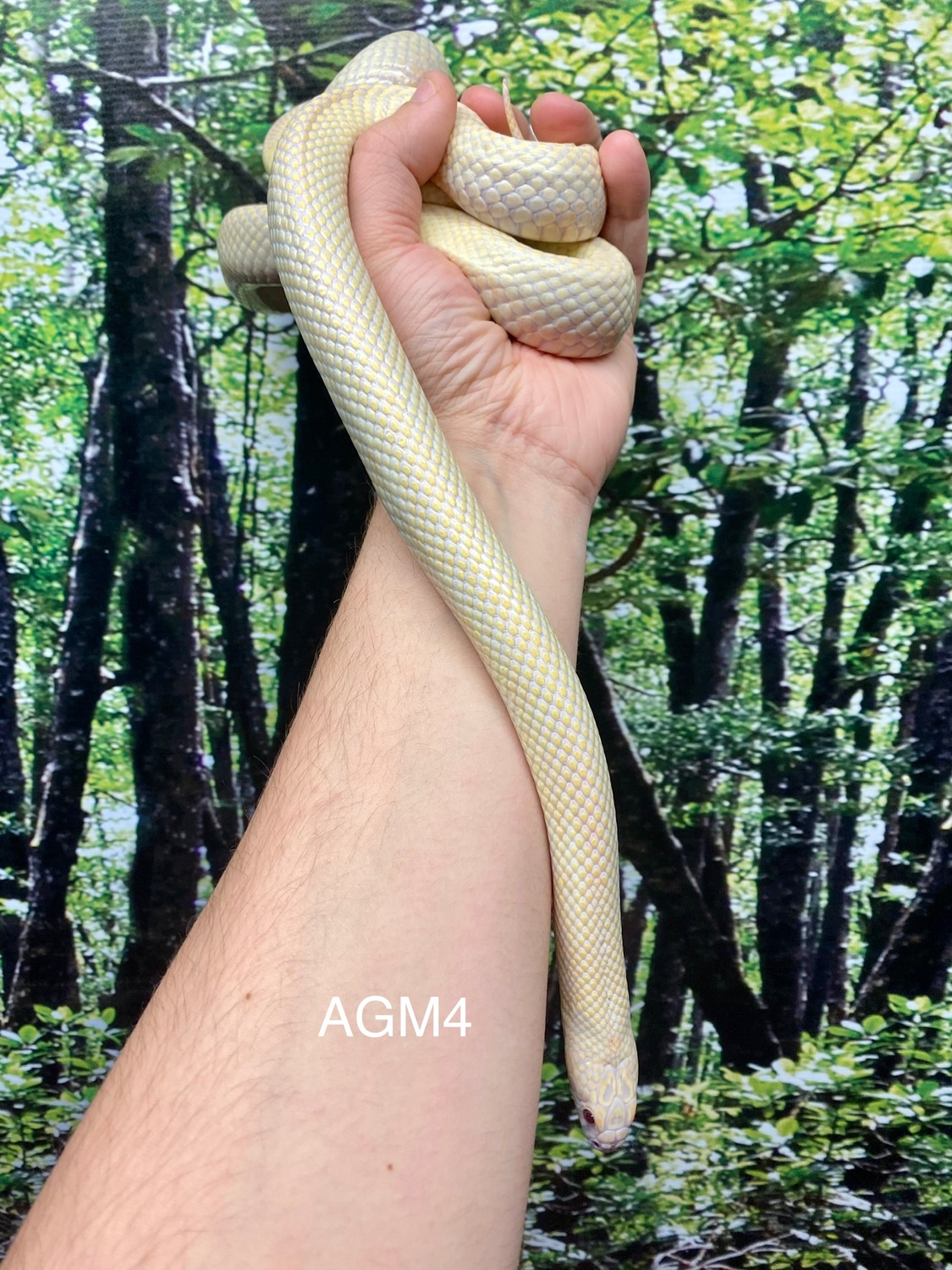 Albino Goini Apalachicola Kingsnake by Paul's Cool Scales - MorphMarket