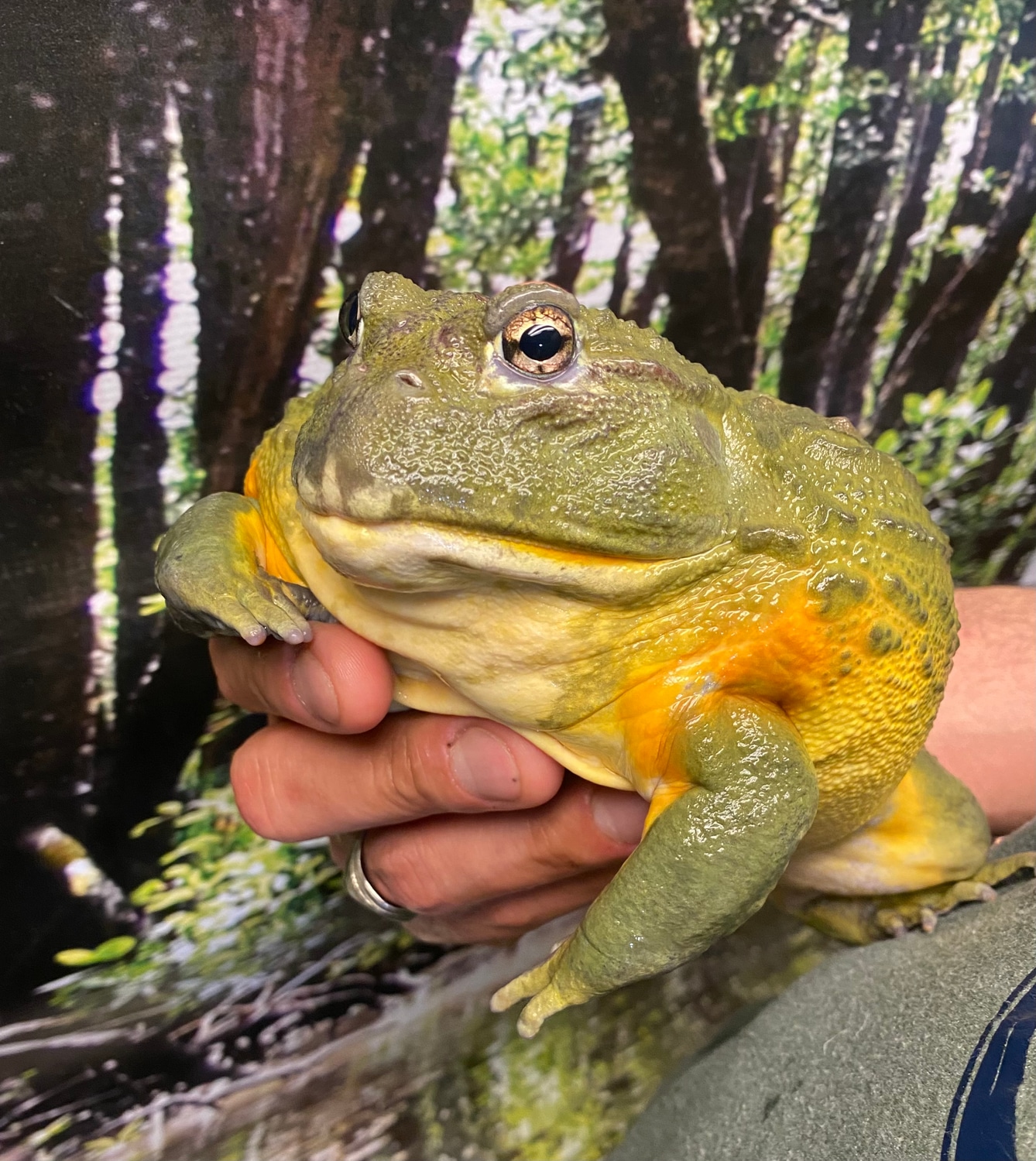 GIANT Pixie Frogs Other Frog by Paul's Cool Scales - MorphMarket