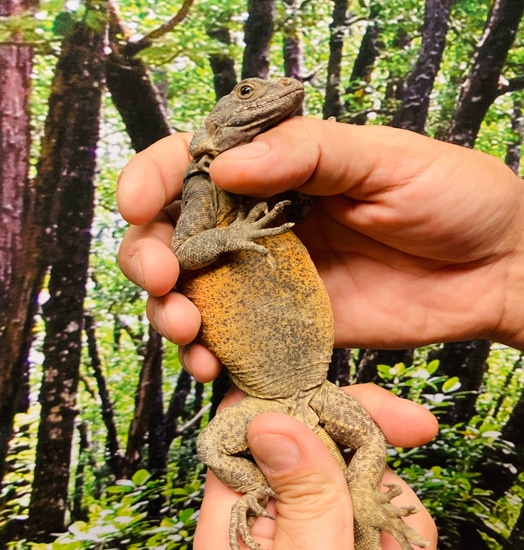 Redback Chuckwalla More Lizard by Paul's Cool Scales