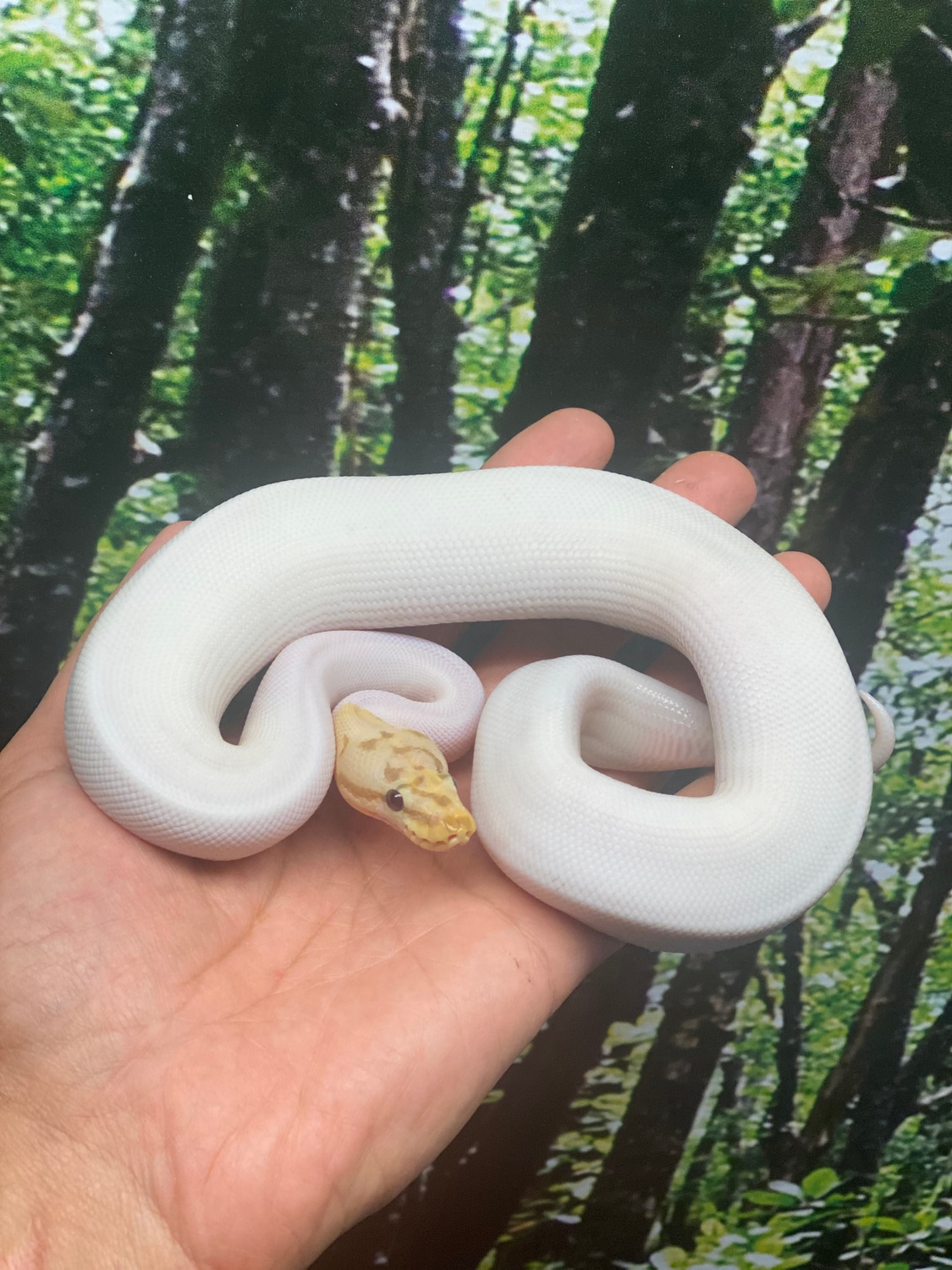 Banana Spied Ball Python by Paul's Cool Scales - MorphMarket