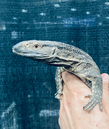 Black-Throated Monitors by Paul's Cool Scales