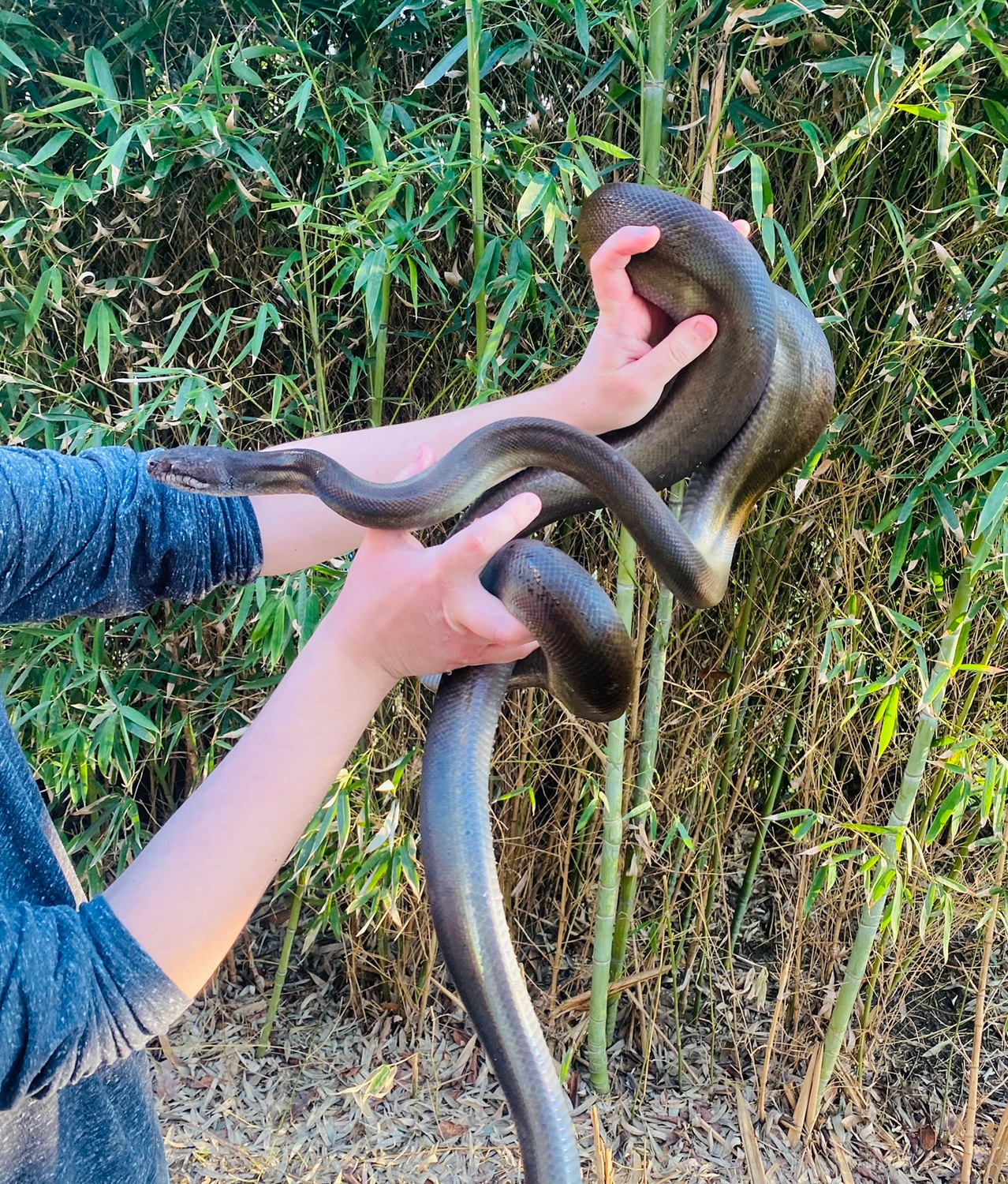 10' Papuan Python Olive Python by Paul's Cool Scales - MorphMarket