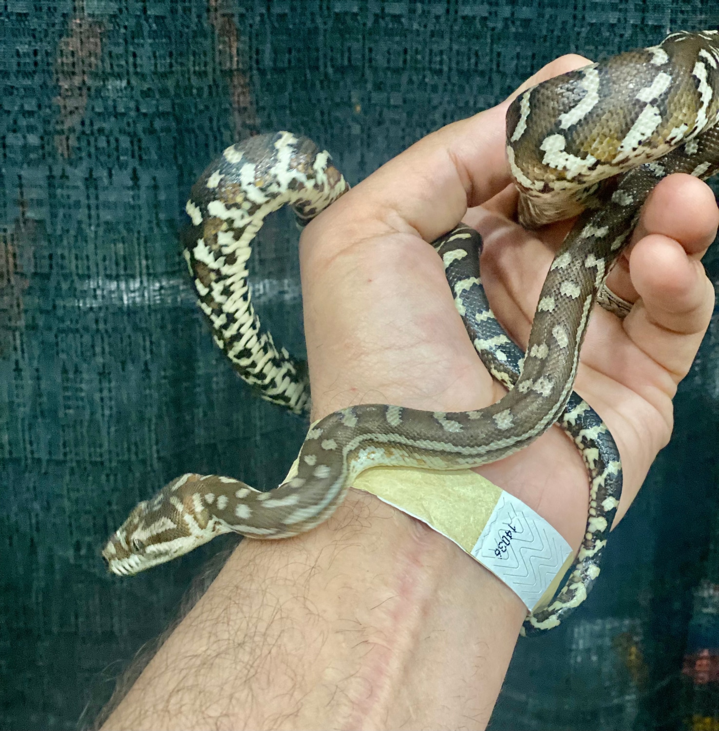 Bredli Centralian Carpet Python by Paul's Cool Scales - MorphMarket