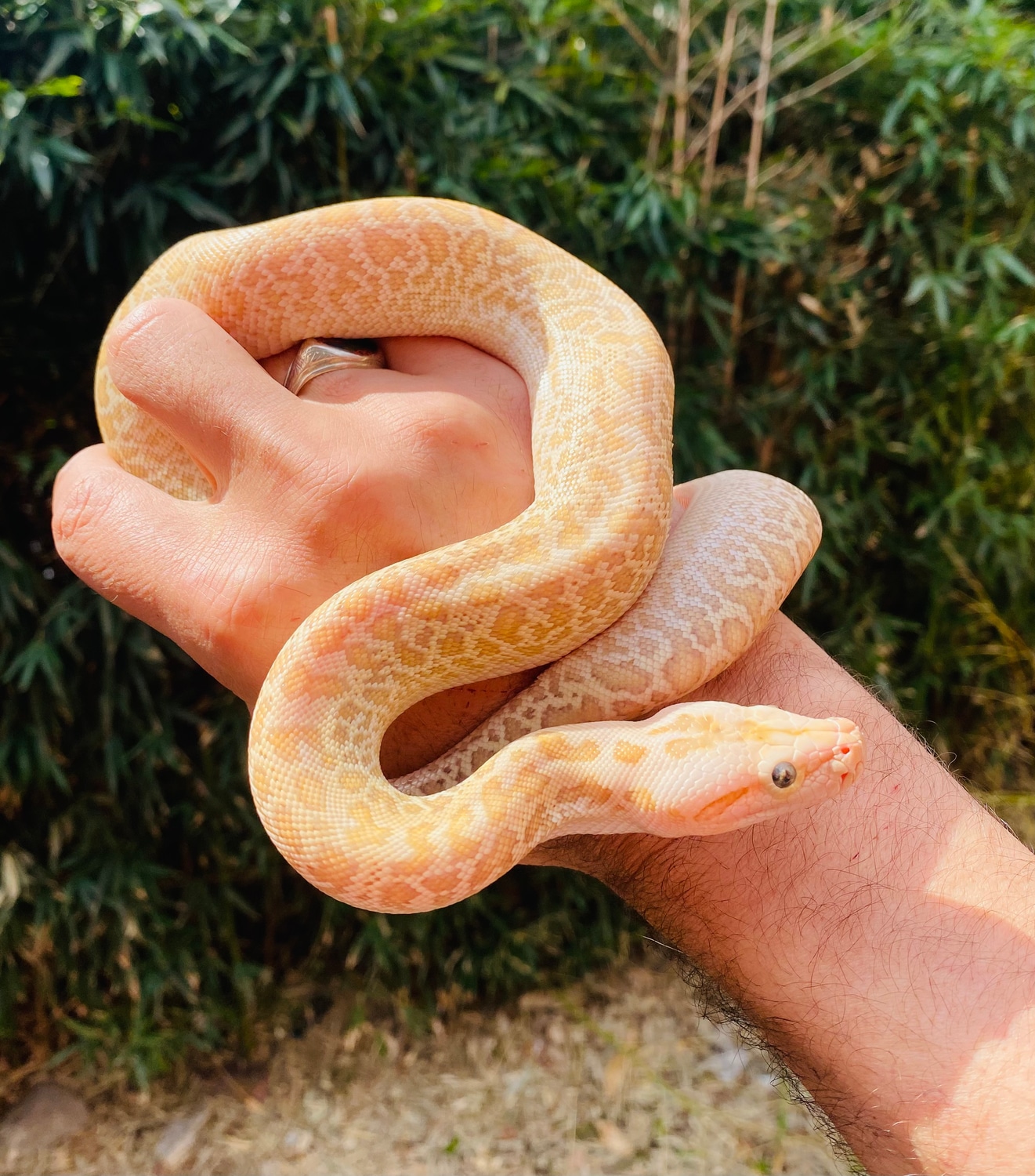 Hypo Granite Burmese Python by Paul's Cool Scales - MorphMarket