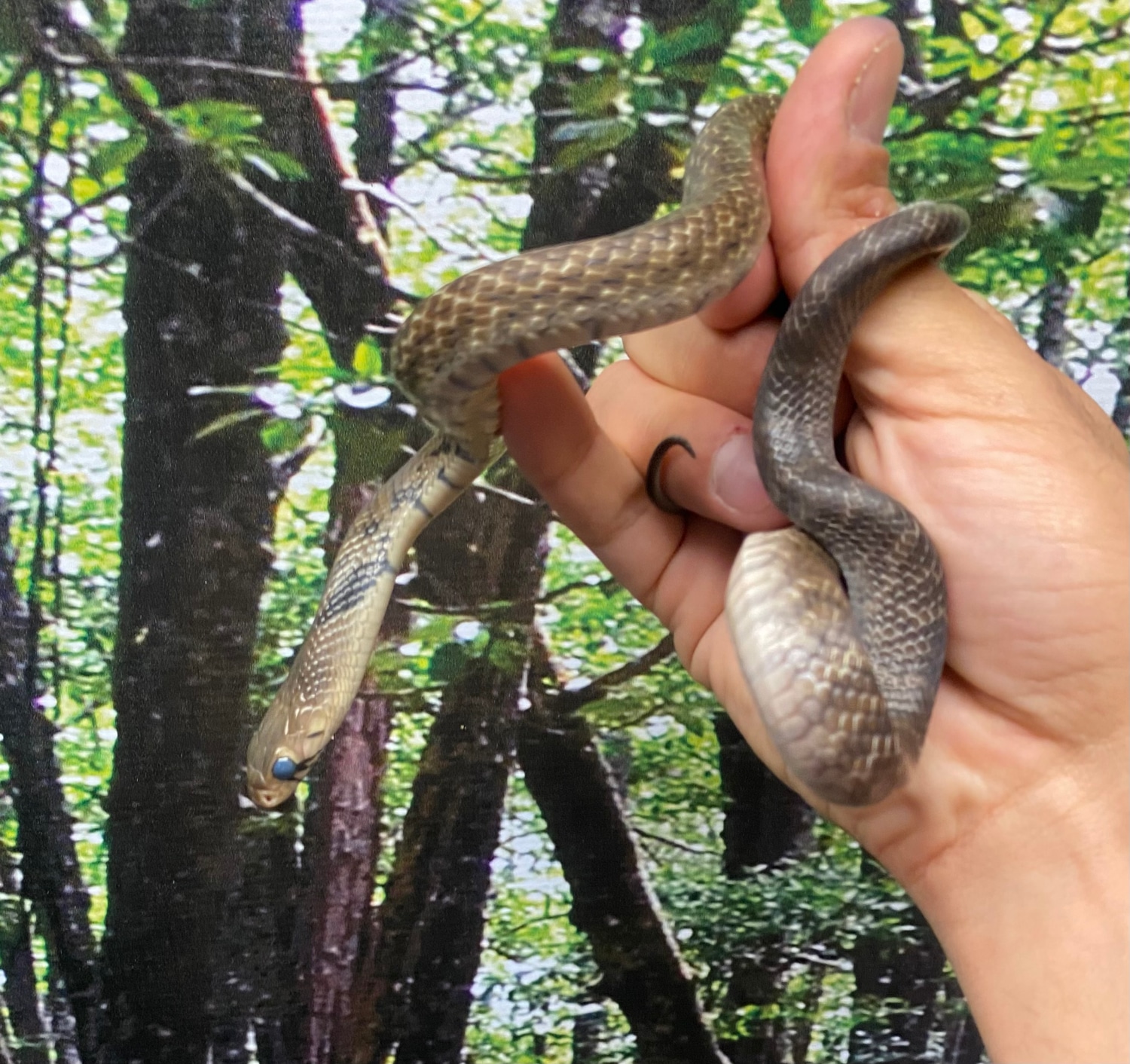 Black Tail Cribo Cribo & Indigo Snakes by Paul's Cool Scales - MorphMarket