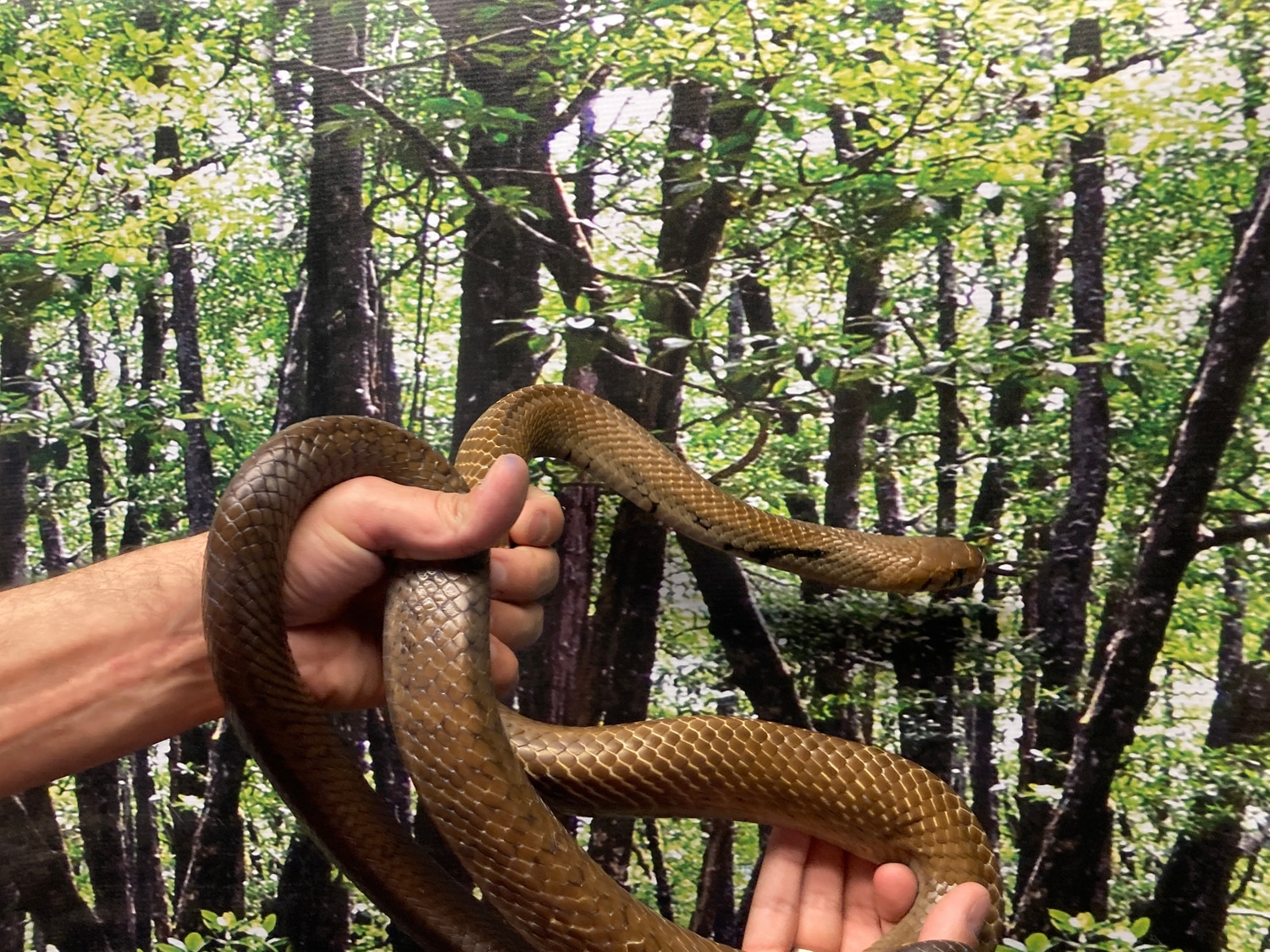 Black Tail Cribo Indigo Snake by Paul's Cool Scales - MorphMarket