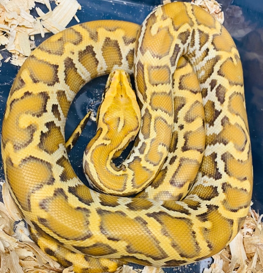 Gulf Coast Caramel Burmese Python by Paul's Cool Scales