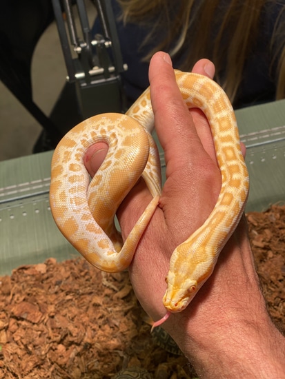 Pearl Burmese Burmese Python by Paul's Cool Scales
