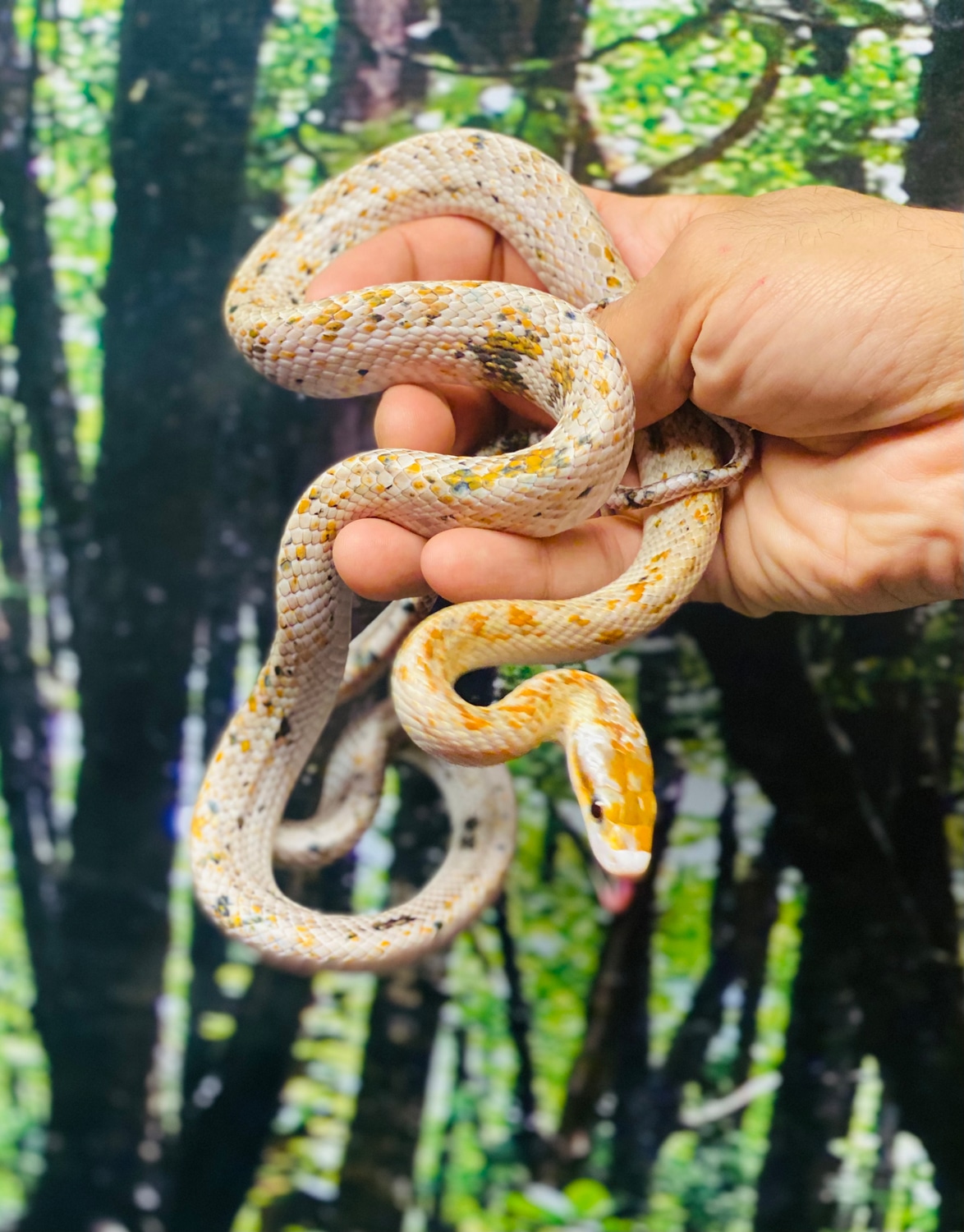 Calico Pair Beauty Rat Snake by Paul's Cool Scales - MorphMarket