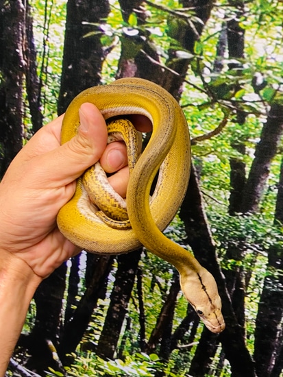 Phantom Golden Child Sunfire 100% Het Anthrax Reticulated Python by ...