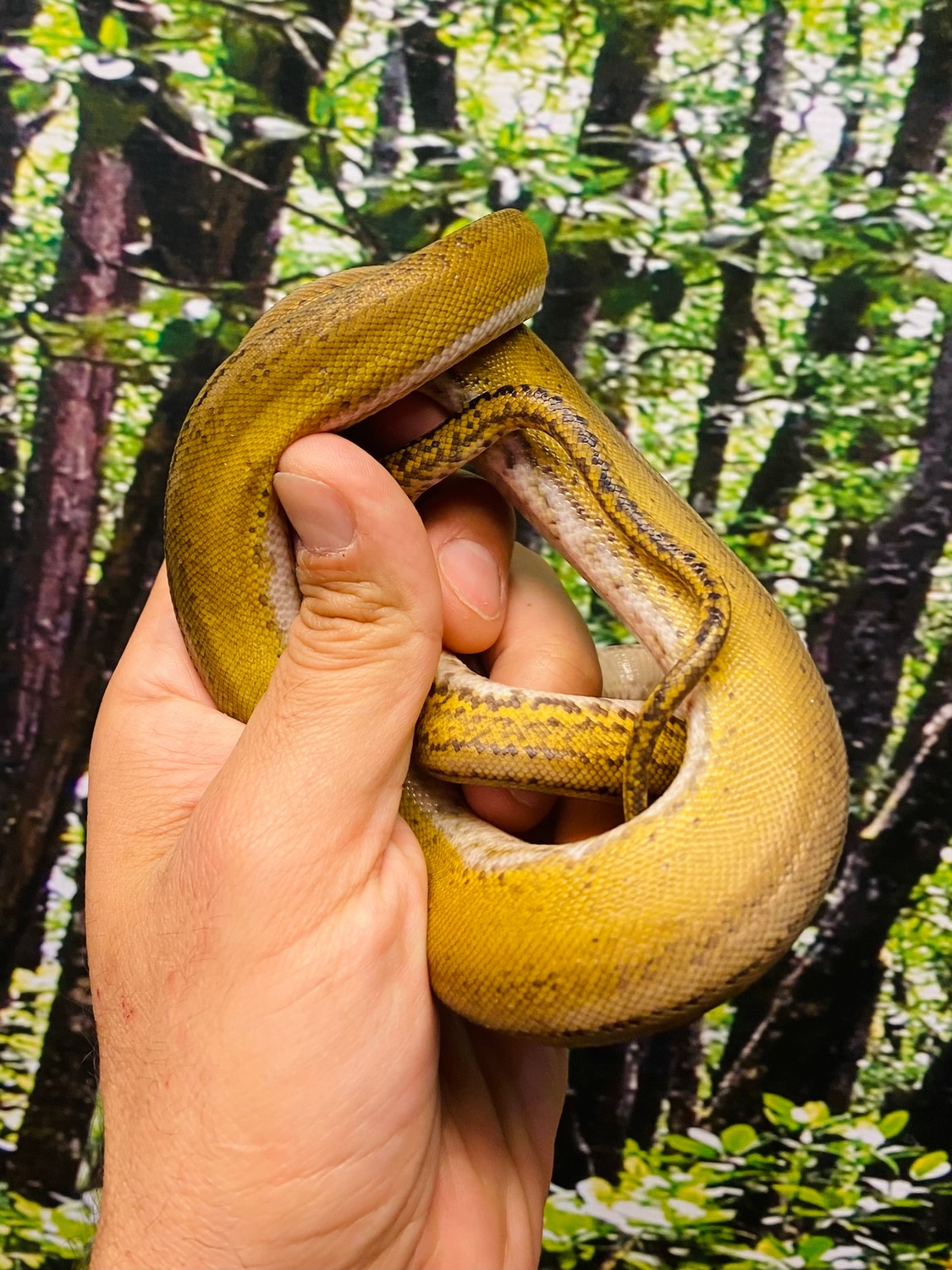 Phantom Golden Child Sunfire 100% Het Anthrax Reticulated Python by ...