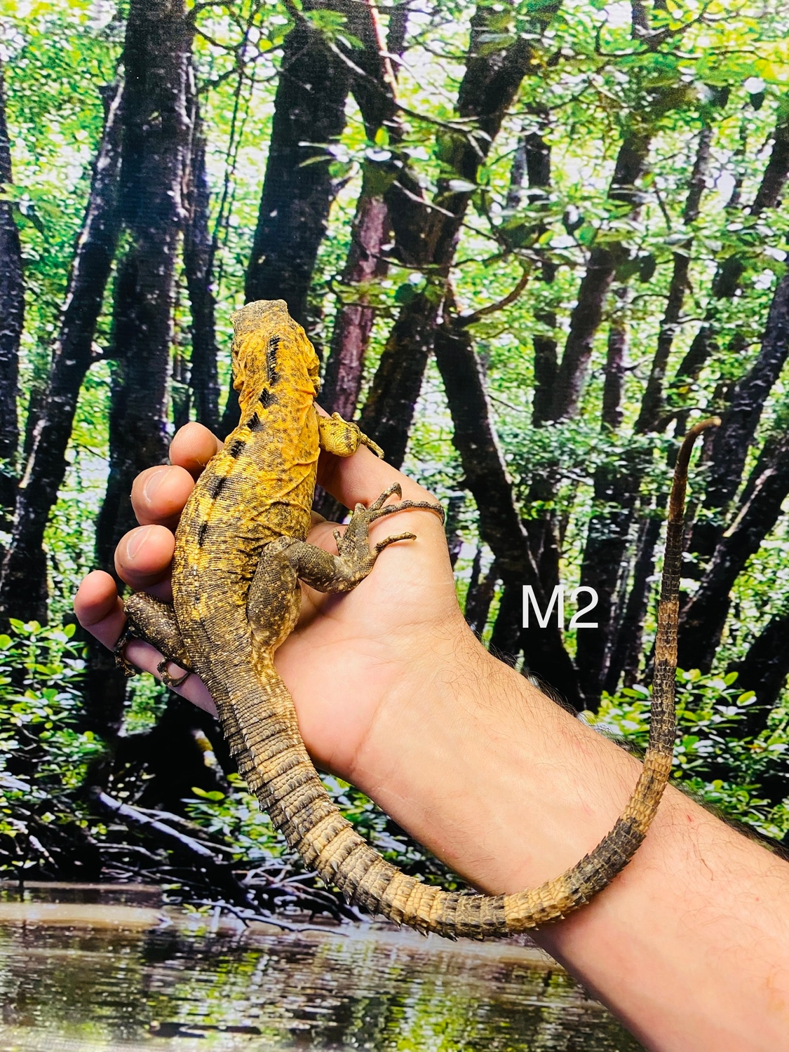 Banana Pectinata (Kelly Paul Line) Other Iguana by Paul's Cool Scales ...
