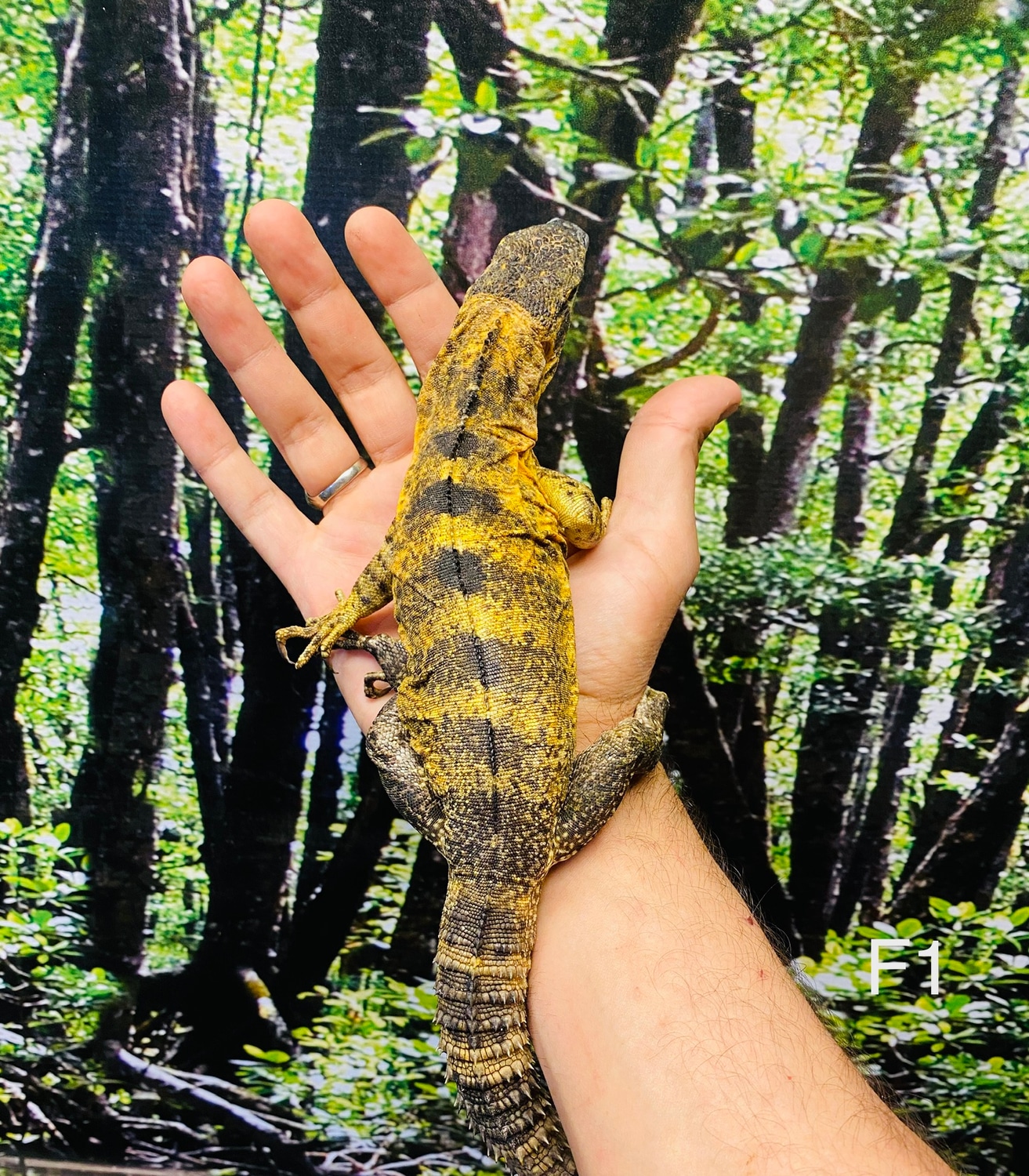 Banana Pectinata Other Iguana by Paul's Cool Scales - MorphMarket