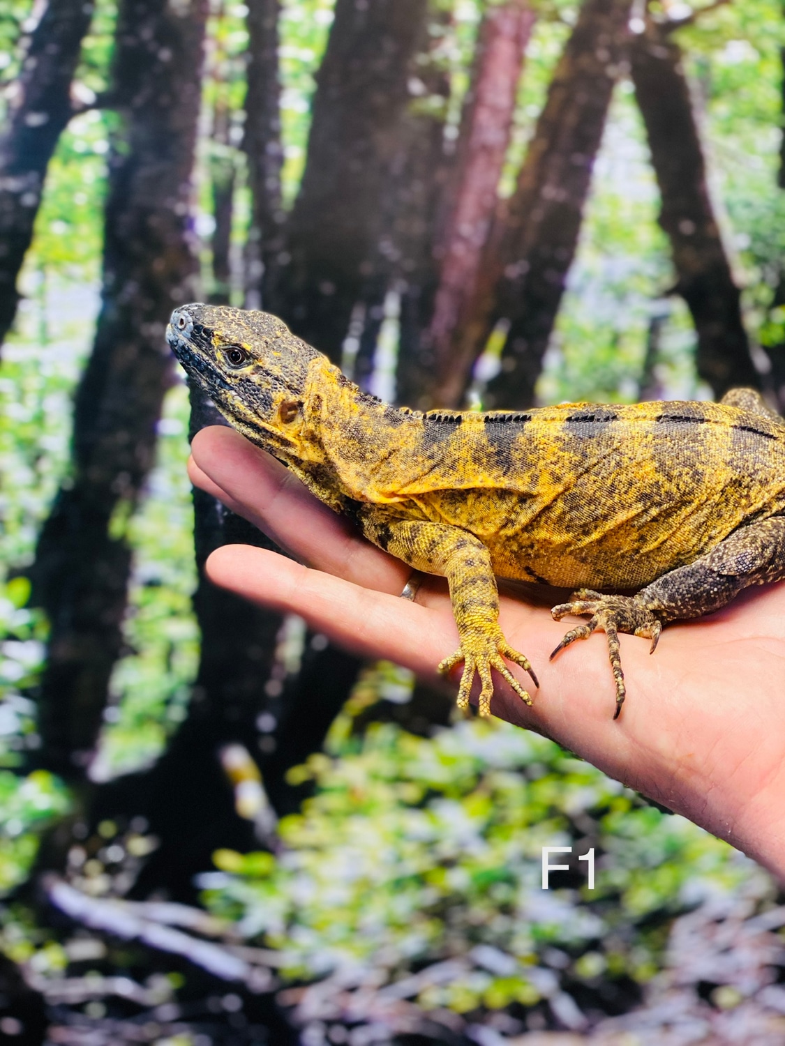 Banana Pectinata Other Iguana by Paul's Cool Scales - MorphMarket