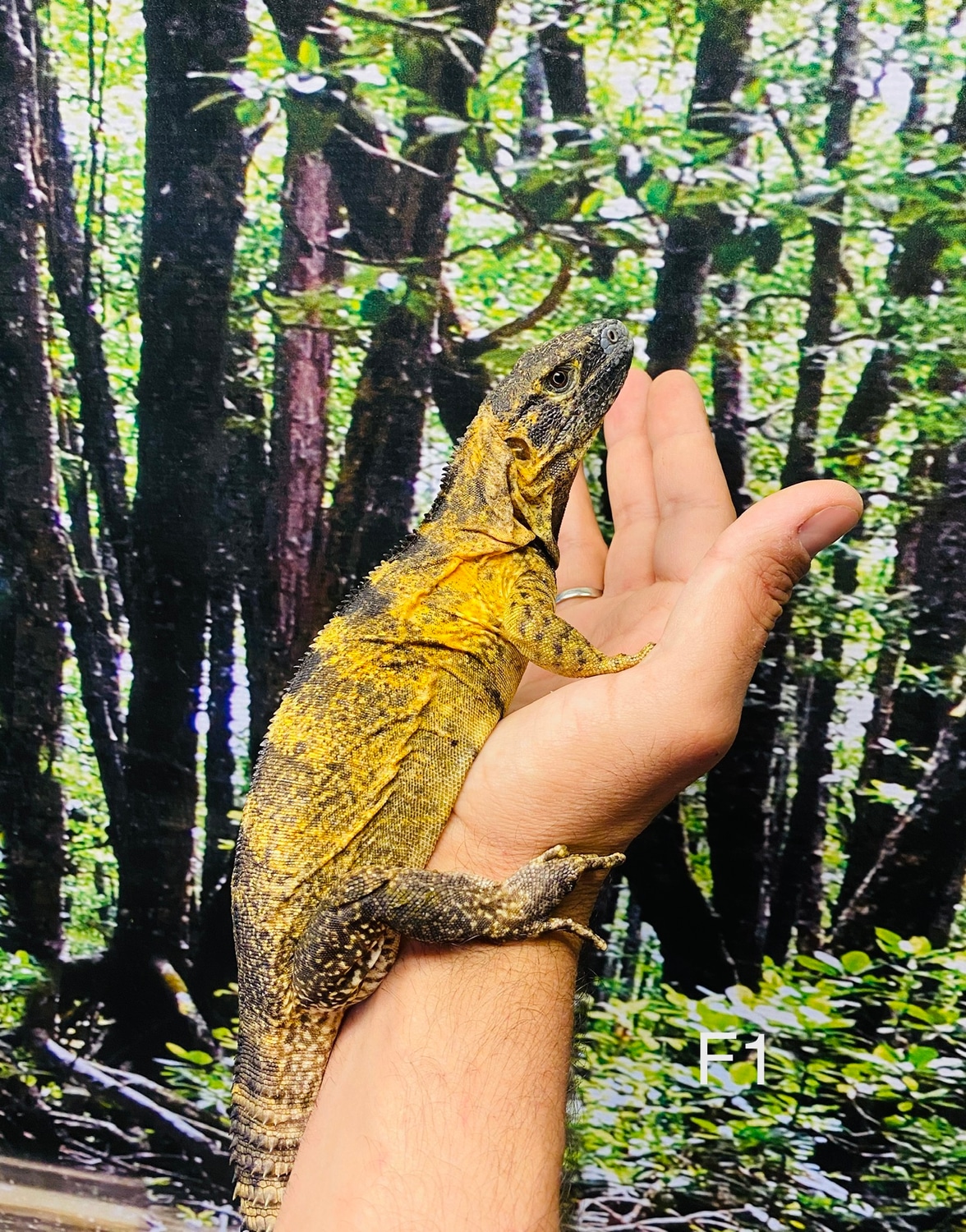 Banana Pectinata Other Iguana by Paul's Cool Scales - MorphMarket