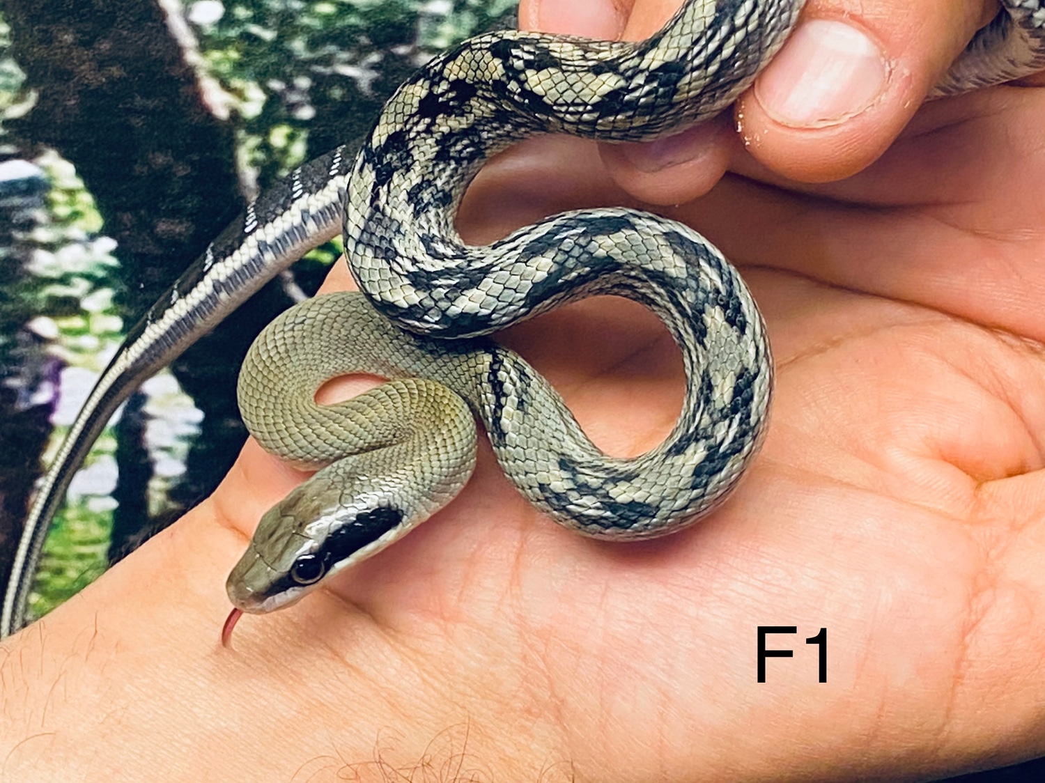 Vietnamese Blue Beauty Rat Snake by Paul's Cool Scales - MorphMarket