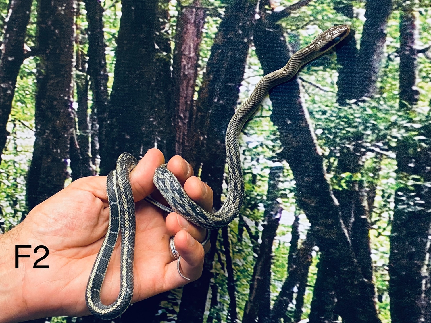 Vietnamese Blue Beauty Rat Snake by Paul's Cool Scales - MorphMarket