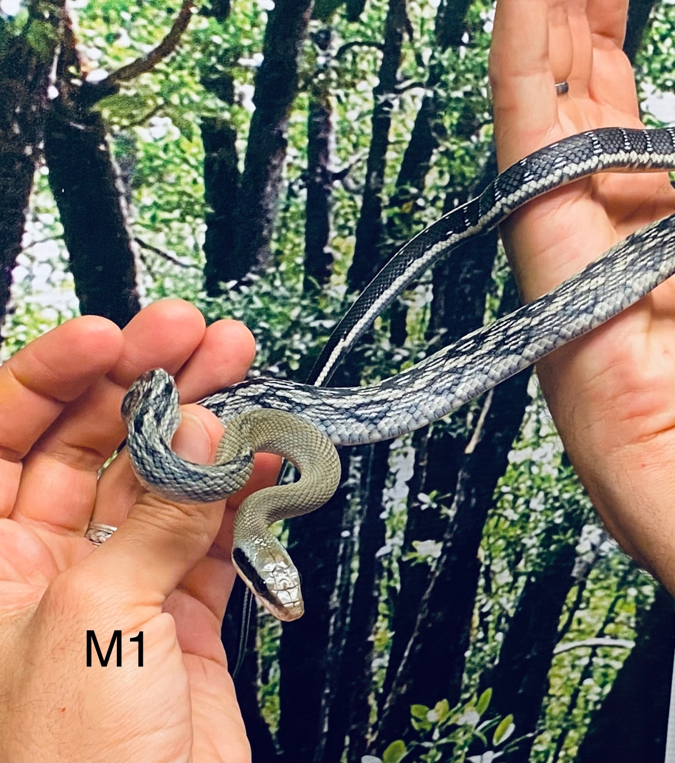 Vietnamese Blue Beauty Rat Snake by Paul's Cool Scales - MorphMarket